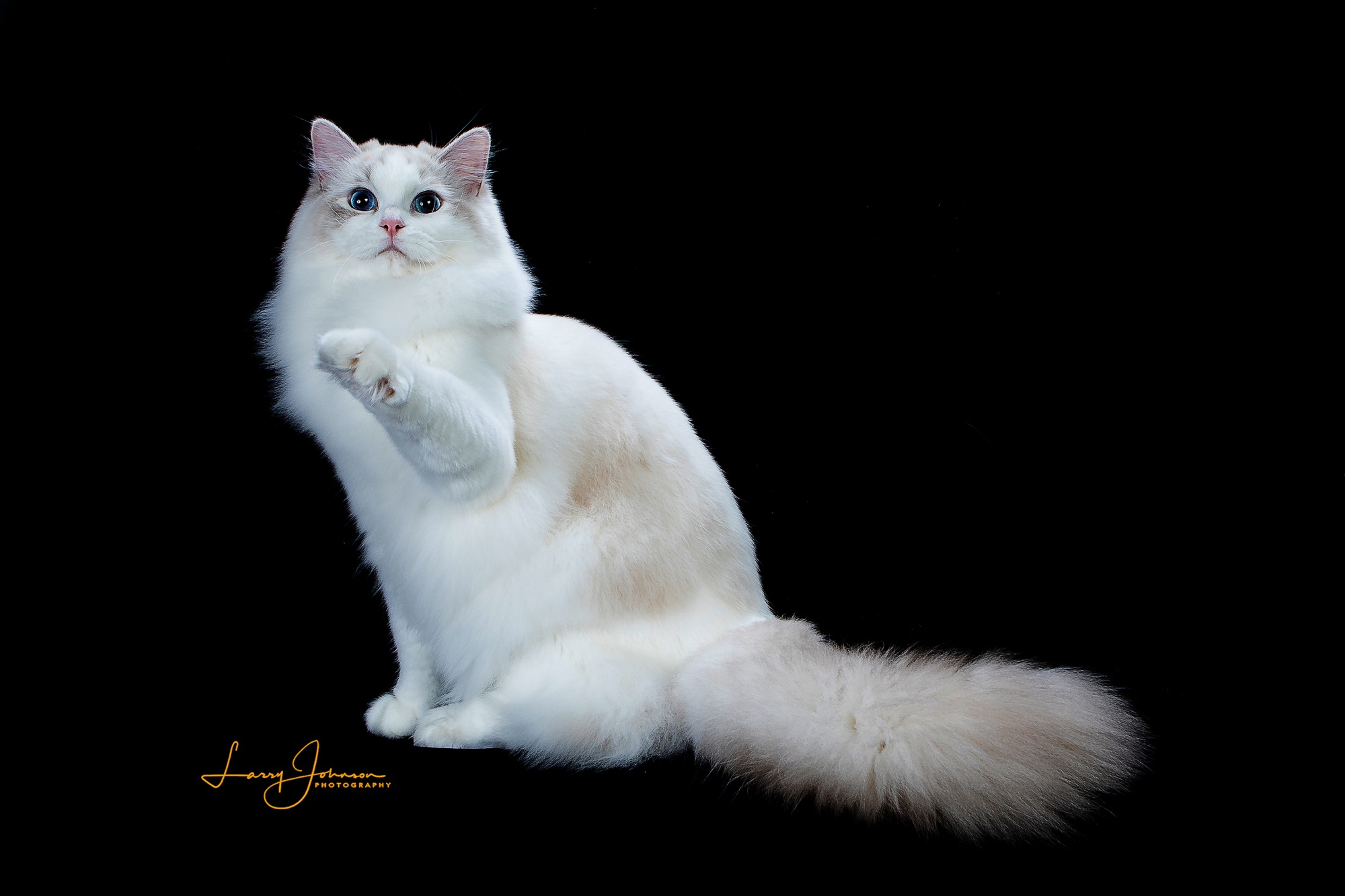 New Yorks Finest Ragdolls/Cherubims - NEW YORKS FINEST RAGDOLLS